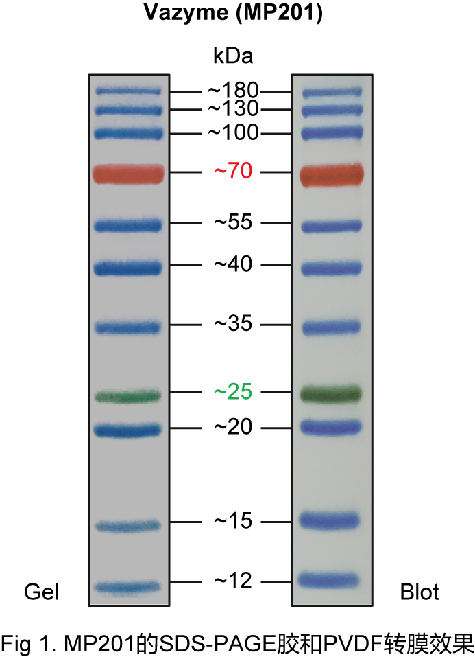 180 kDa Plus Prestained Protein Marker（MP201）价格_品牌:诺唯赞（Vazyme）-丁香通
