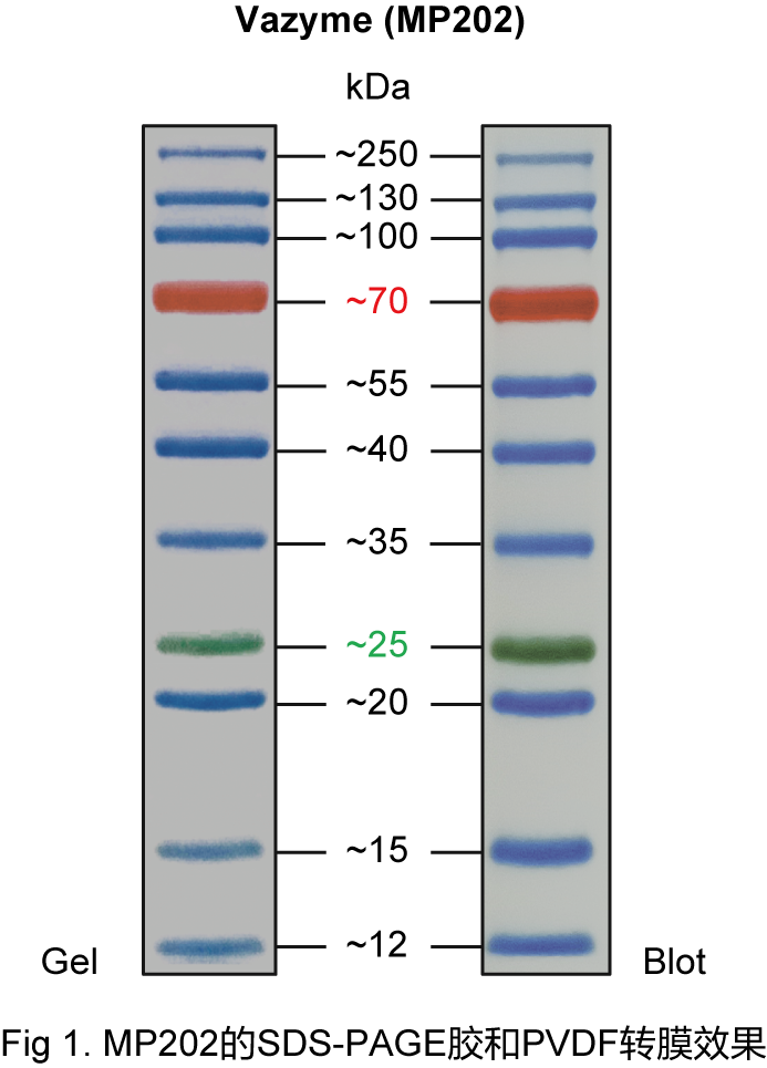 250 kDa Plus Prestained Protein Marker（MP202）价格_品牌:诺唯赞（Vazyme）-丁香通