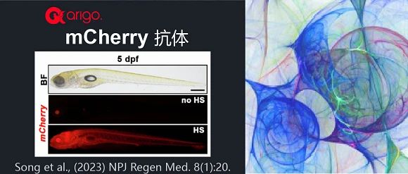 mCherry 红樱桃甜甜发 IF 14 文献 - 企业动态 - 丁香通