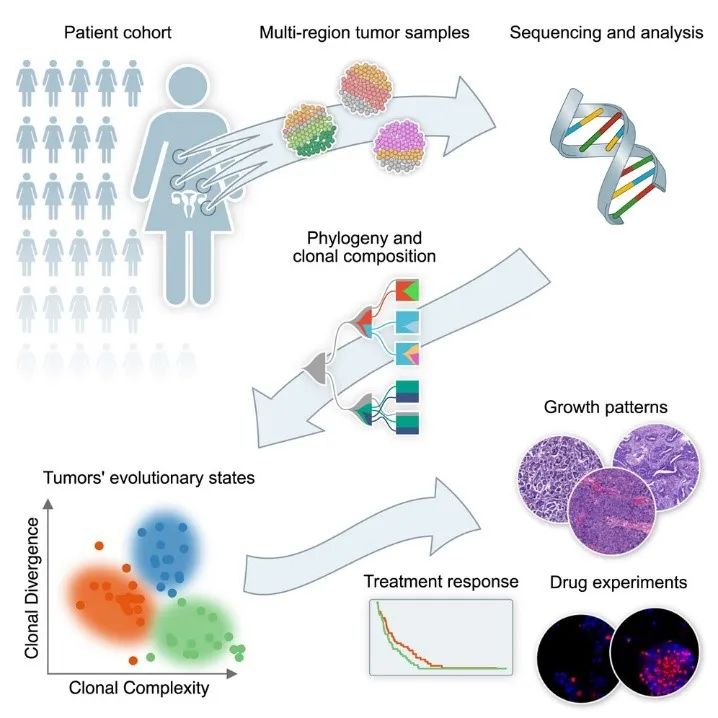 卵巢高级别浆液性癌（HGSC）研究取得重要进展 - 企业动态 - 丁香通