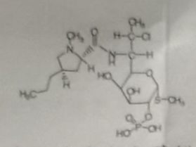 注射用克林霉素磷酸酯（赛普特）