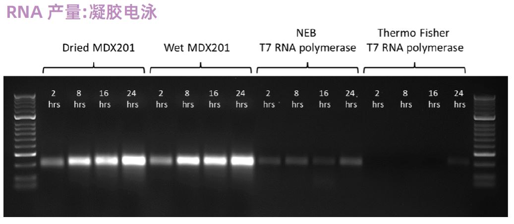 【新品】无甘油T7 RNA聚合酶：mRNA合成/NASBA扩增必备！-公司新闻-北京迈迪安生物科技有限公司