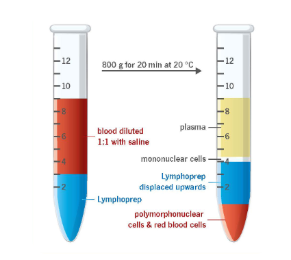 Serumwerk Bernburg AG 1858 Lymphoprep500ml价格_品牌:Serumwerk Bernburg AG-丁香通