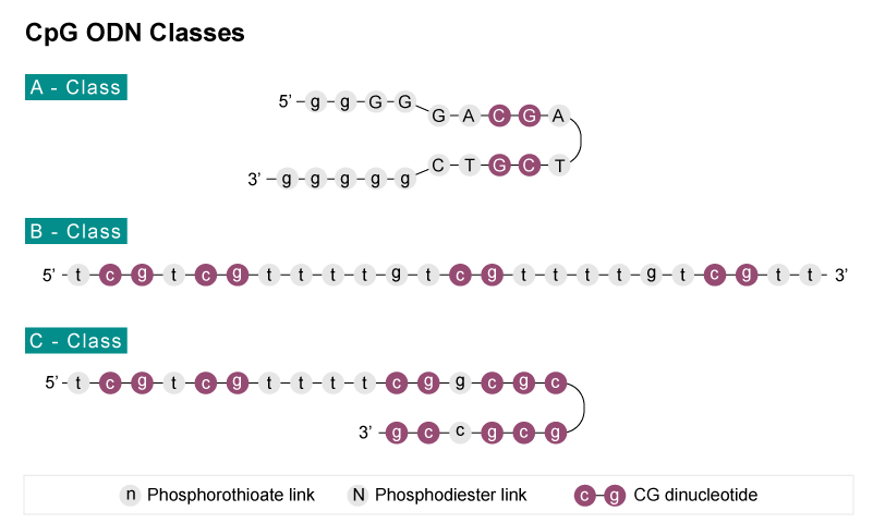 CpG ODNs类型怎么选？ - 企业动态 - 丁香通