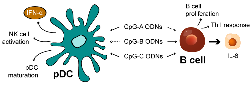 CpG ODNs类型怎么选？ - 企业动态 - 丁香通