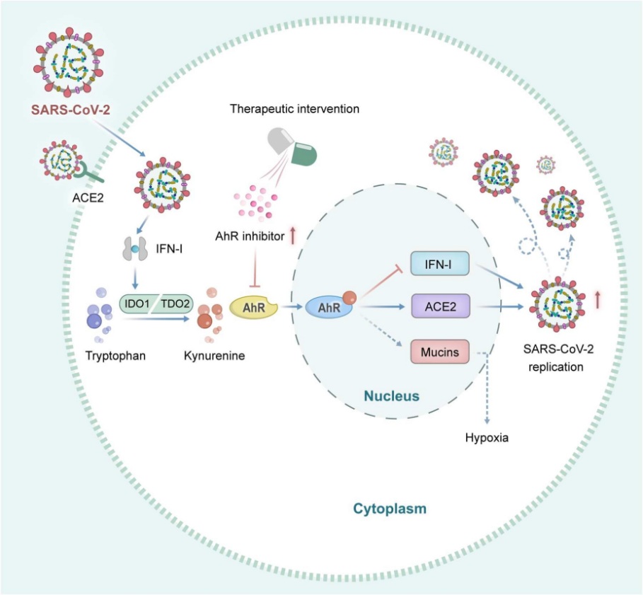 Science Advances|AhR或可成为新型冠状病毒感染治疗靶标-公司新闻-汉恒生物科技（上海）有限公司