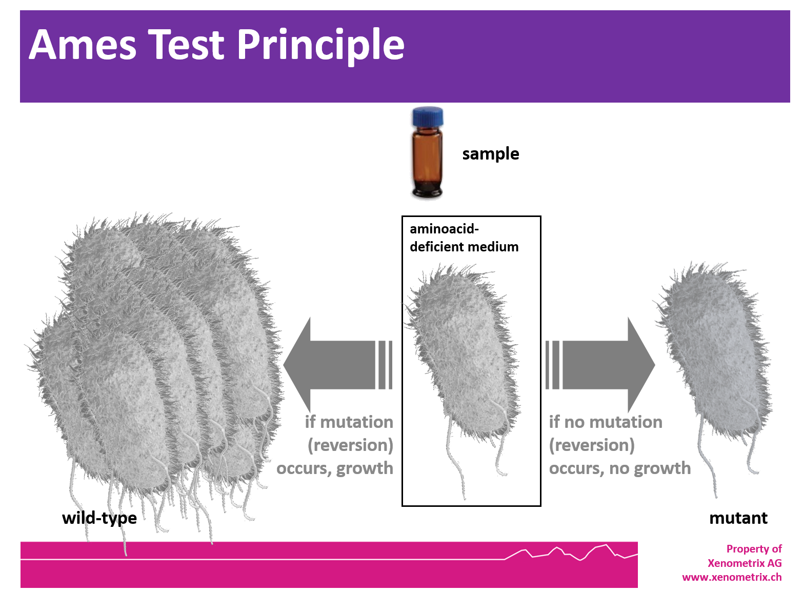 药物/化合物等遗传毒性筛选经典方案-Ames 试验-公司新闻-青木生物技术（武汉）有限公司