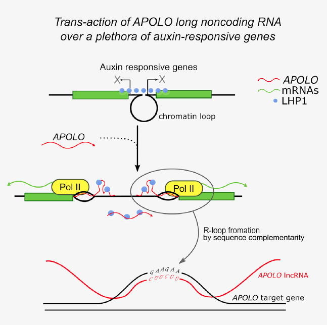 研究分享：多种RNA形成R-Loop 调控基因表达（3） - 企业动态 - 丁香通