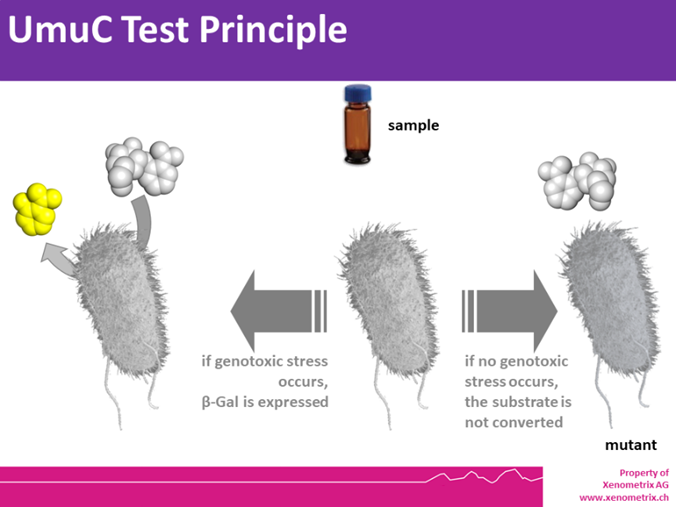 遗传毒性检测方法 2——UmuC 试验-公司新闻-青木生物技术（武汉）有限公司