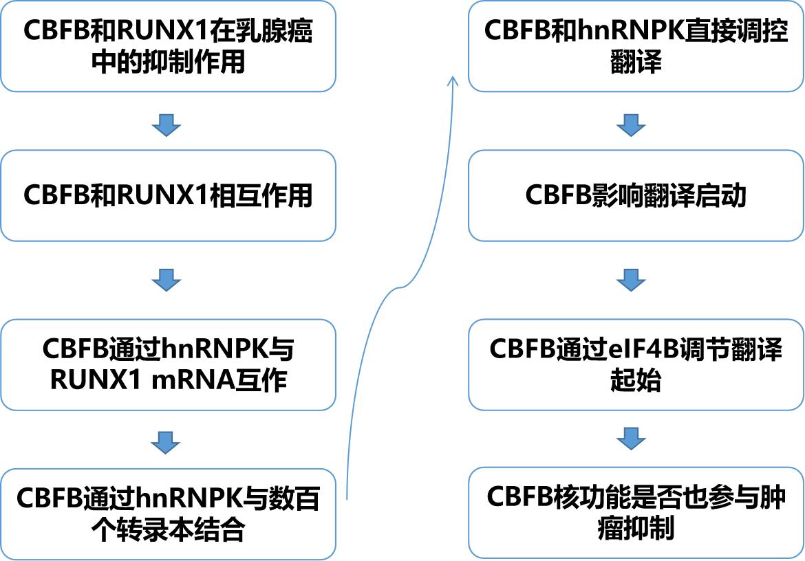 Nat Commun.|转录因子CBFB通过协调翻译和转录抑制乳腺癌 - 企业动态 - 丁香通