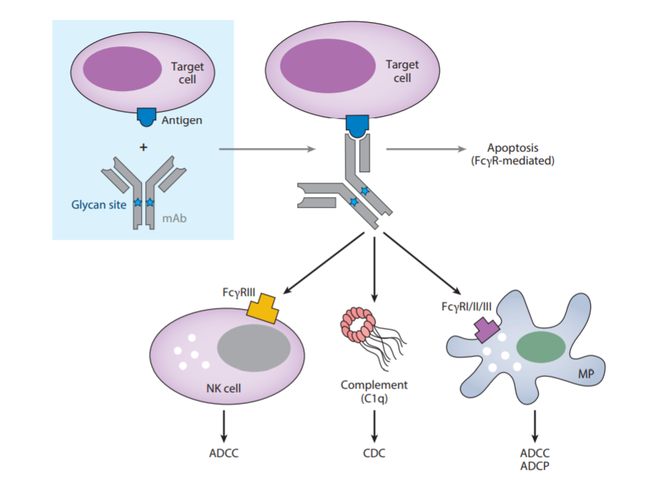 CHOK1-FUT8去岩藻糖抗体表达平台，提高抗体的ADCC活力和抗癌效力-公司新闻-上海百英生物科技股份有限公司