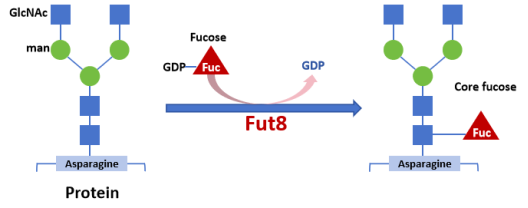 CHOK1-FUT8去岩藻糖抗体表达平台，提高抗体的ADCC活力和抗癌效力-公司新闻-上海百英生物科技股份有限公司