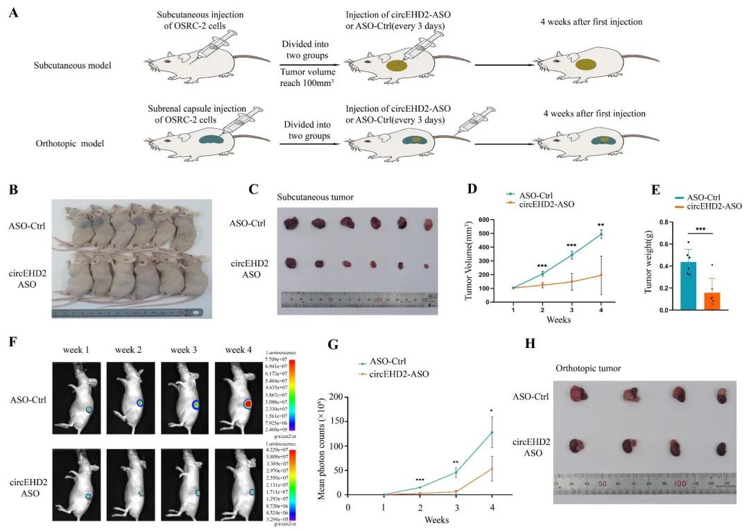 【20230816】动物用ASO应用案例丨含动物造模、实验处理、给药方式、给药剂量……_公司新闻_丁香通