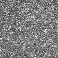 HEK-293 293A 293S 293T 293FT区别比较-丁香实验