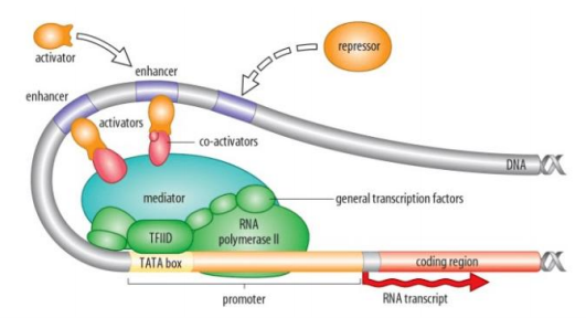 荧光素酶干货系列③ | 【应用篇】 转录因子与启动子互作验证-公司新闻-汉恒生物科技（上海）有限公司