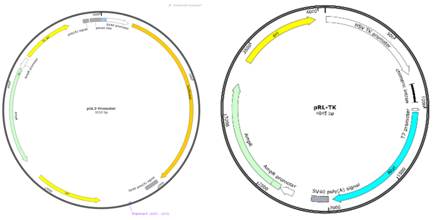 荧光素酶干货系列③ | 【应用篇】 转录因子与启动子互作验证-公司新闻-汉恒生物科技（上海）有限公司