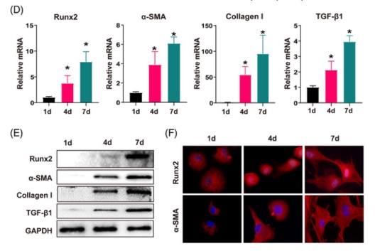 Runx2 通过调节 Itgav 的转录表达激活肝星状细胞来促进肝的纤维化 - 企业动态 - 丁香通