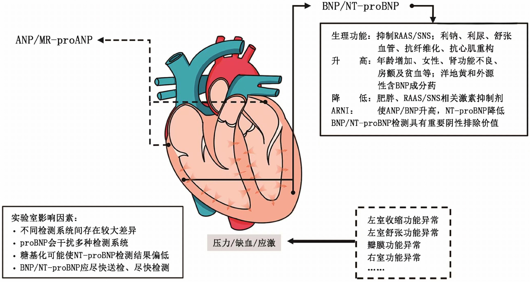 脑钠肽检测及临床应用