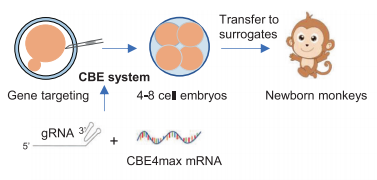 【文献速递】动物活体成像系统在免疫缺陷猴子模型构建中的应用-公司新闻-广州博鹭腾生物科技有限公司