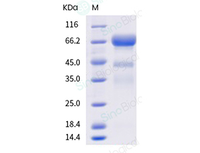 PLBL2 / PLBD2 Protein, Chinese hamster, Recombinant (His Tag), HPLC ...