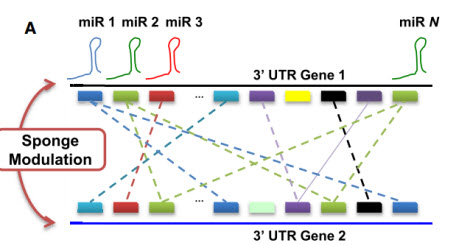 科研干货 | 一文看懂ceRNA的研究方法 - 企业动态 - 丁香通