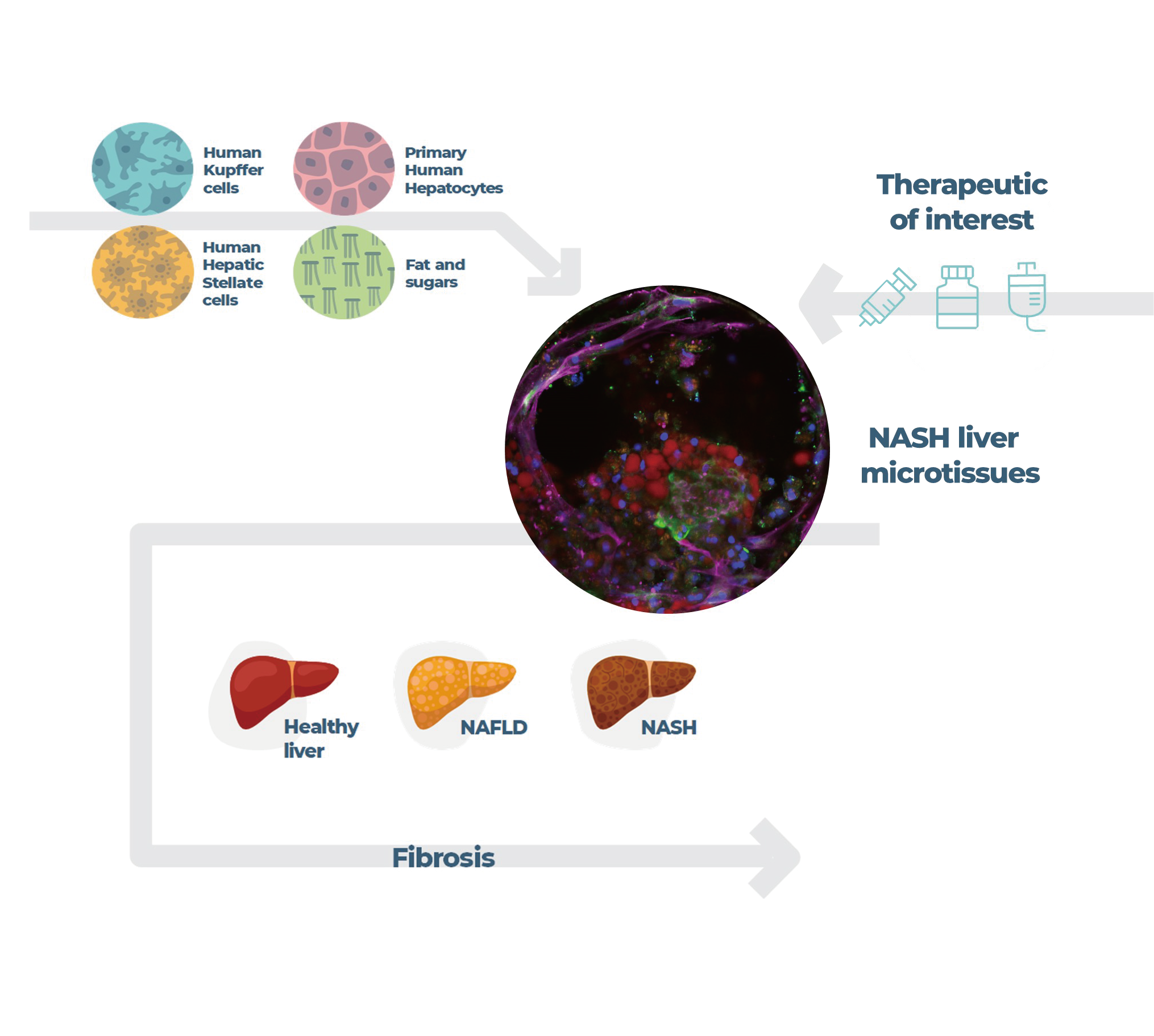 CN-Bio器官芯片应用 ——非酒精性脂肪肝炎（NASH）_上海曼博生物 - 企业动态 - 丁香通