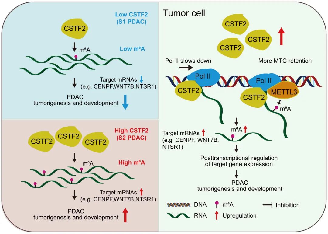 Nature子刊丨CSTF2介导的mRNA m6A修饰驱动胰腺导管腺癌m6A亚型 - 企业动态 - 丁香通