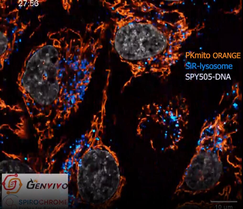 PKMITO®线粒体荧光染料价格_品牌:浦海景珊-丁香通