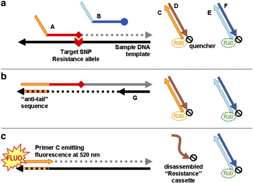 KASP PCR 技术：一种高效、准确的基因分型方法 - 企业动态 - 丁香通