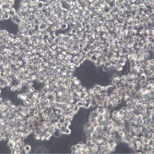 293F细胞价格_品牌:ATCC,DSMZ, ECACC, RIKEN -丁香通官网