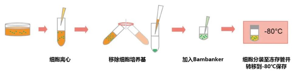 重点推介：Wako BAMBANKER®无血清细胞冻存液(302-14681)-公司新闻-北京百奥创新科技有限公司