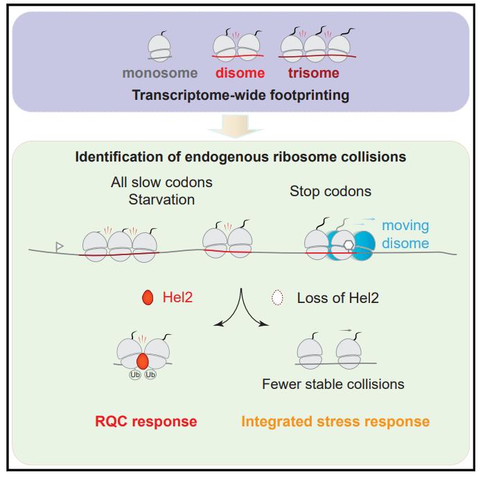 Monosome！Disome！Trisome！Polysome！-公司新闻-广州卿泽生物科技有限公司