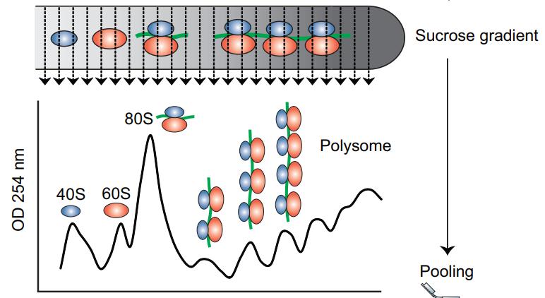 Monosome！Disome！Trisome！Polysome！-公司新闻-广州卿泽生物科技有限公司