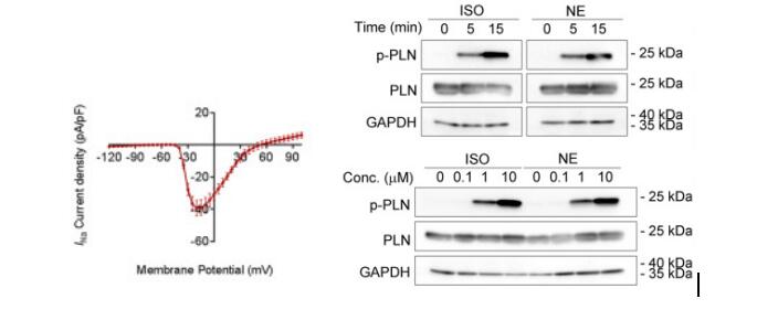 IF39.3|人原代心肌细胞分离、培养、冻存条件优化 - 企业动态 - 丁香通