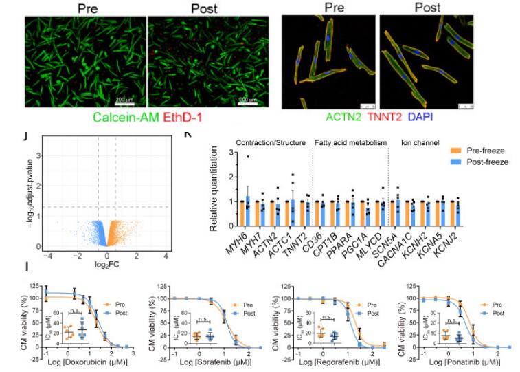 IF39.3|人原代心肌细胞分离、培养、冻存条件优化 - 企业动态 - 丁香通