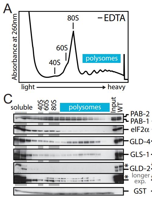 Nucleic Acids Res. | 转录后调控机制研究中Polysome profiling和RNAseq的联合应用-公司新闻-广州卿泽 ...
