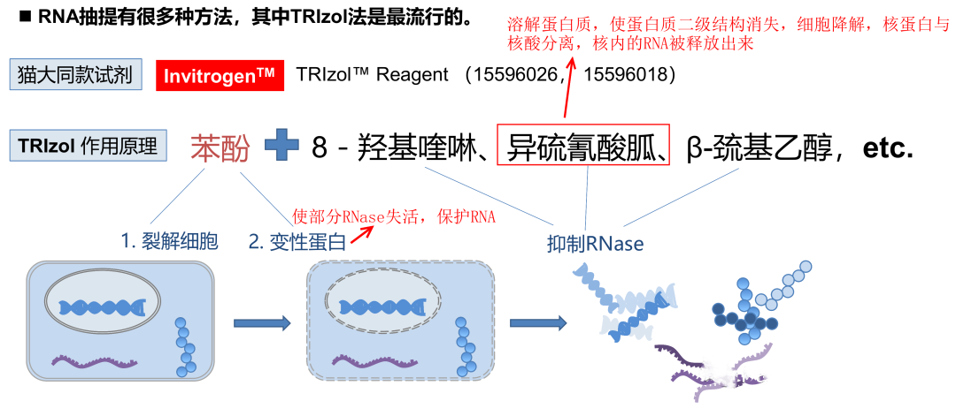 实验干货：一文详解Trizol法提取RNA - 企业动态 - 丁香通