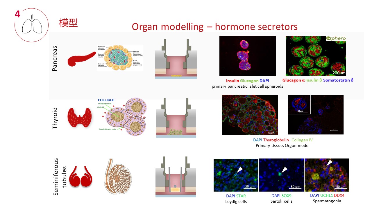 类器官培养系统—HUMIMIC价格_品牌:TissUse-丁香通