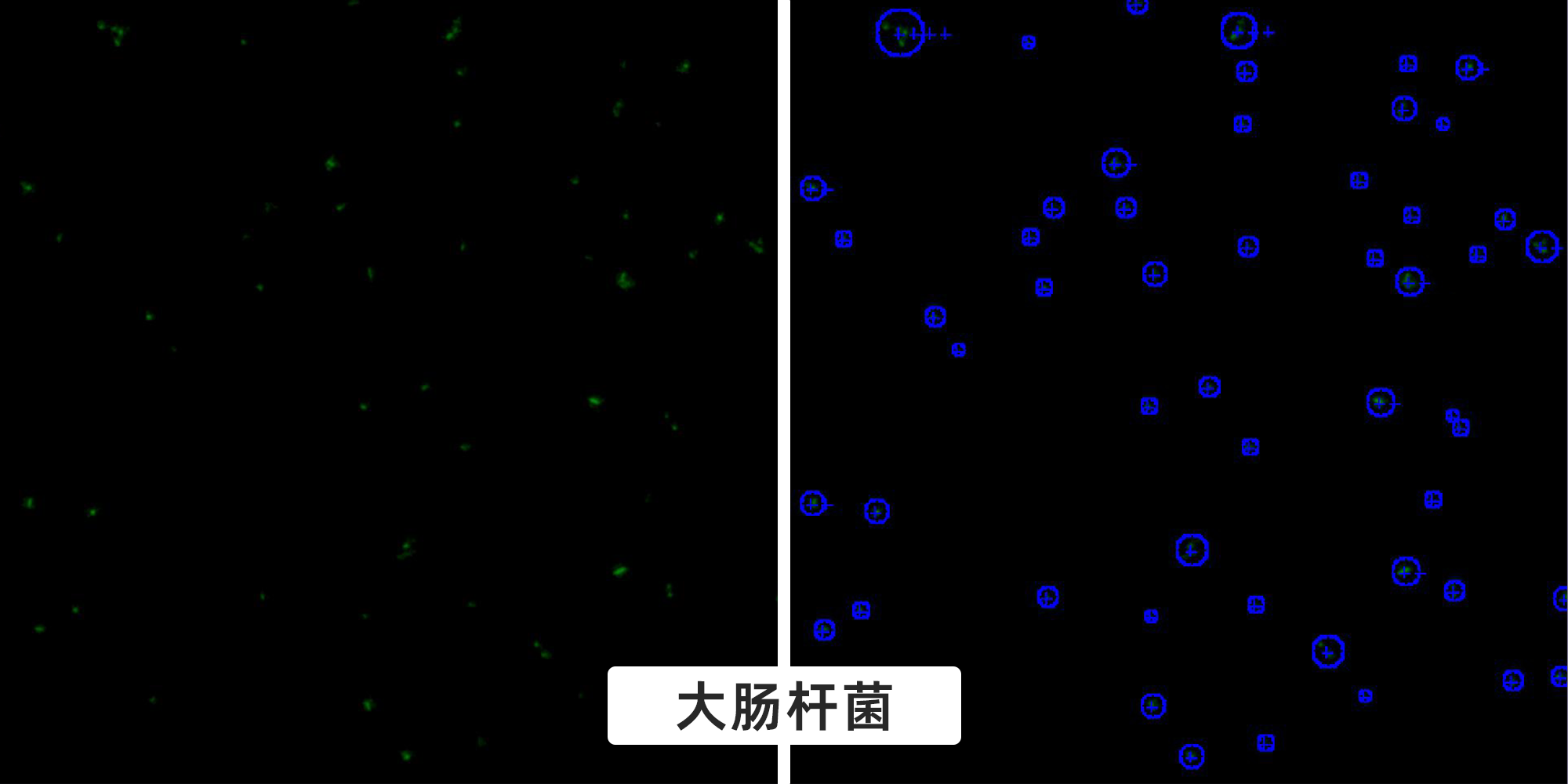 微生物细胞计数 图像法 新闻资讯 博大博聚科技 