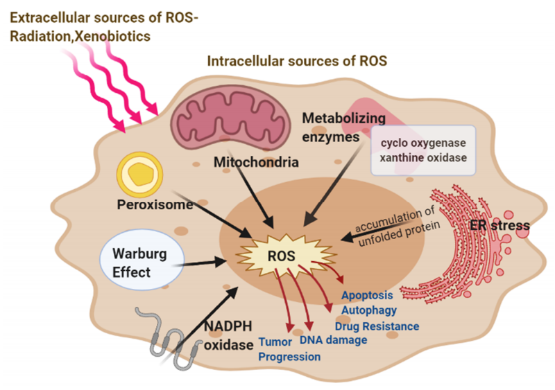 实验干货：收藏！活性氧(ROS)检测的实战攻略 - 企业动态 - 丁香通