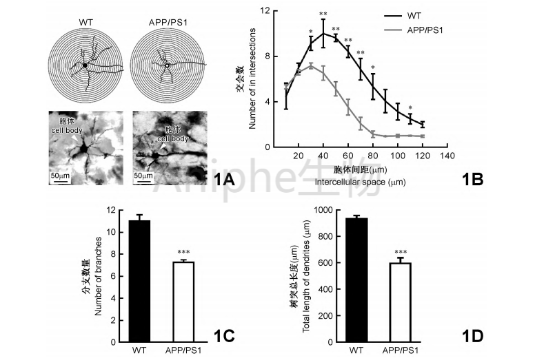 干货|APP/PS1双转基因小鼠，认知功能、海马Aβ、Telomere Longth你想知道都在这里！-公司新闻-江苏艾菱菲生物科技有限公司
