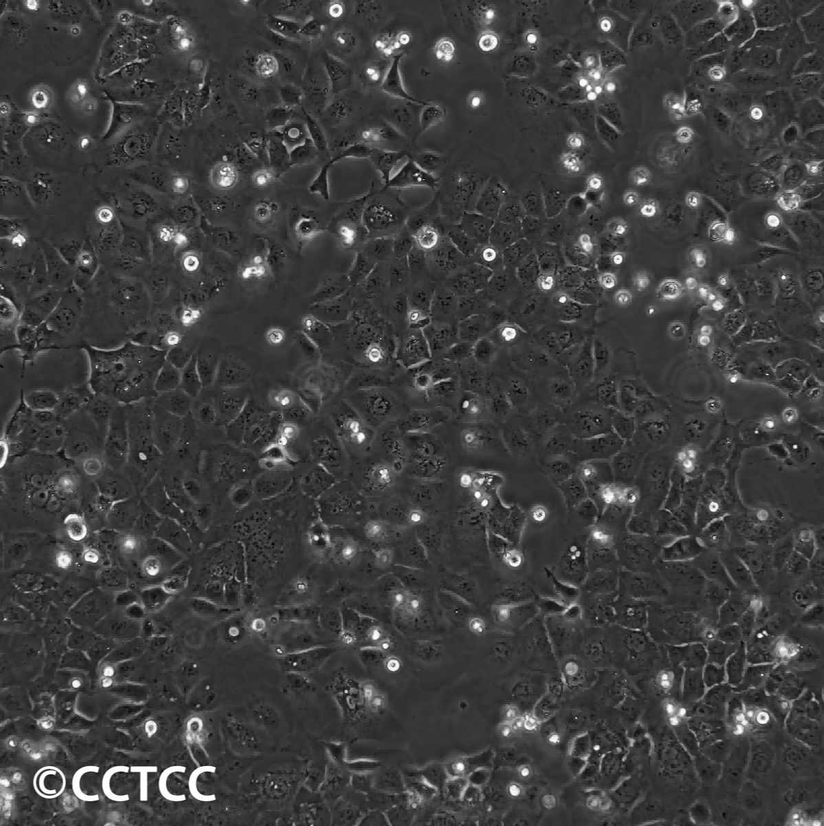 caco-2 细胞_caco-2 细胞【价格，厂家，图片，批发，采购】_丁香通