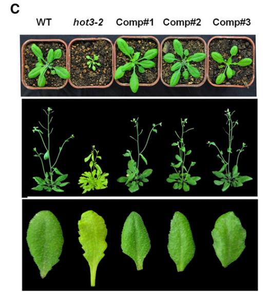 The Plant Cell. | 热胁迫反应中Polysome profiling技术的应用研究-公司新闻-广州卿泽生物科技有限公司