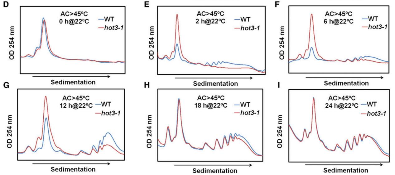 The Plant Cell. | 热胁迫反应中Polysome profiling技术的应用研究-公司新闻-广州卿泽生物科技有限公司