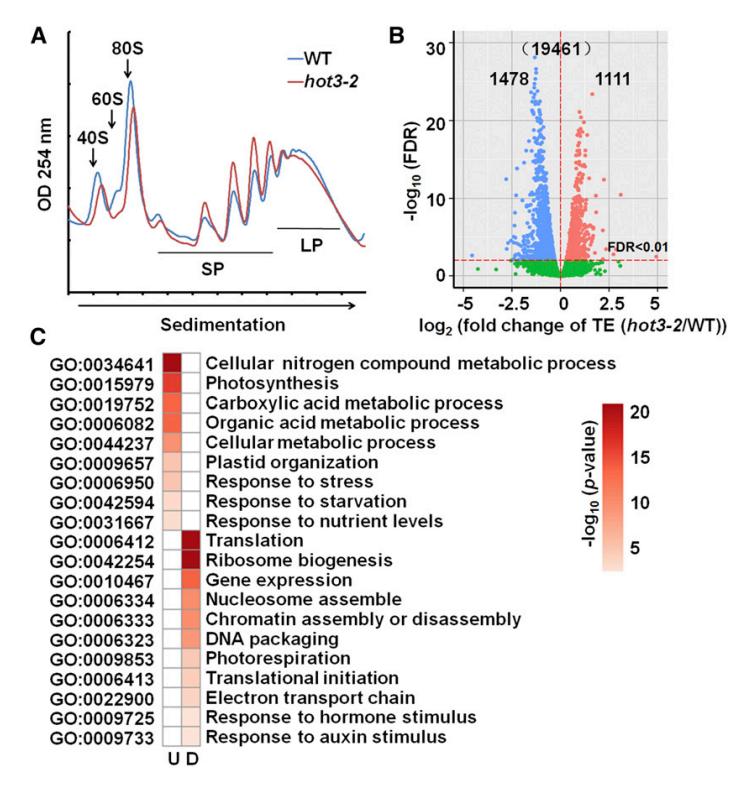 The Plant Cell. | 热胁迫反应中Polysome profiling技术的应用研究-公司新闻-广州卿泽生物科技有限公司