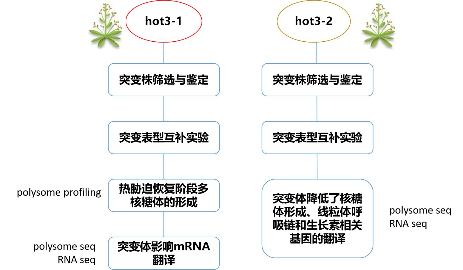 The Plant Cell. | 热胁迫反应中Polysome profiling技术的应用研究-公司新闻-广州卿泽生物科技有限公司