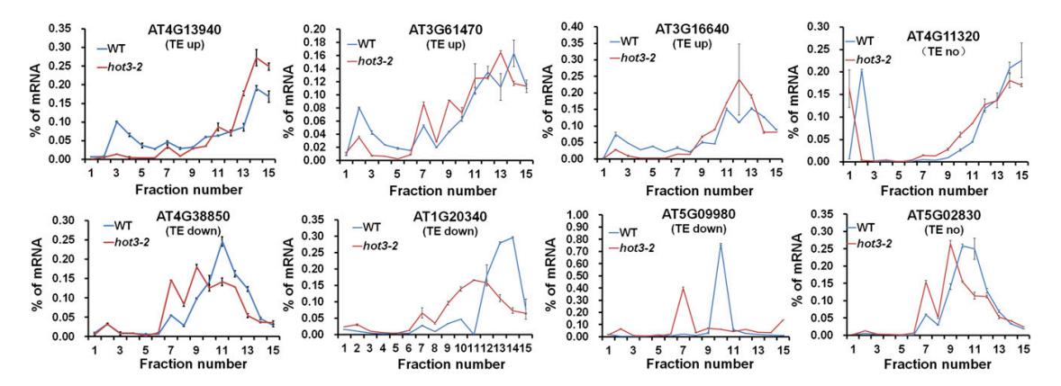 The Plant Cell. | 热胁迫反应中Polysome profiling技术的应用研究-公司新闻-广州卿泽生物科技有限公司