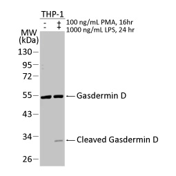 GeneTex重组抗体试用计划-公司新闻-GeneTex