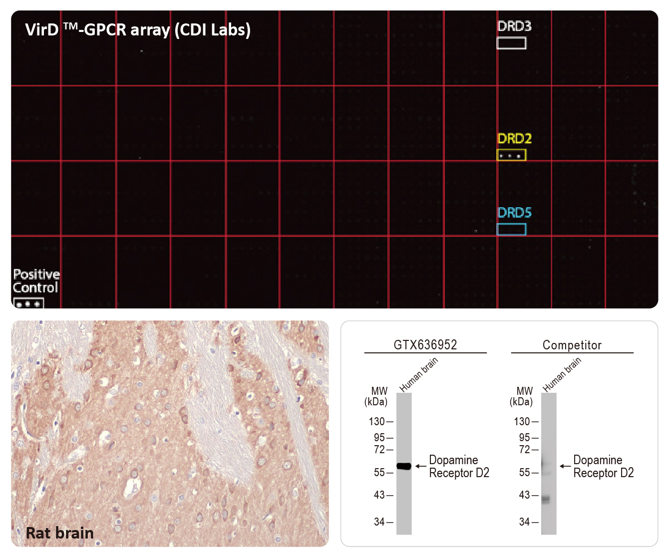 GeneTex 通过其重组单克隆抗体生产平台解决 GPCR 靶标问题-公司新闻-GeneTex