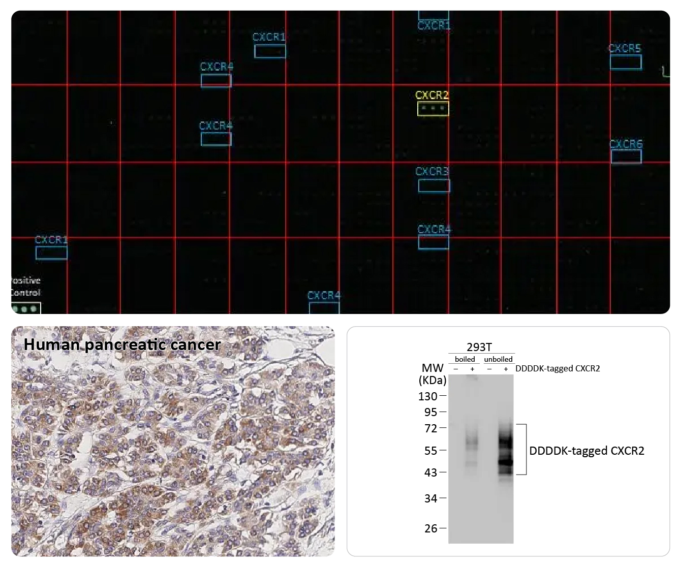 GeneTex 通过其重组单克隆抗体生产平台解决 GPCR 靶标问题-公司新闻-GeneTex